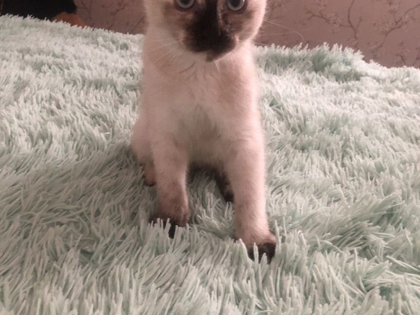 Тайские сиамские котята