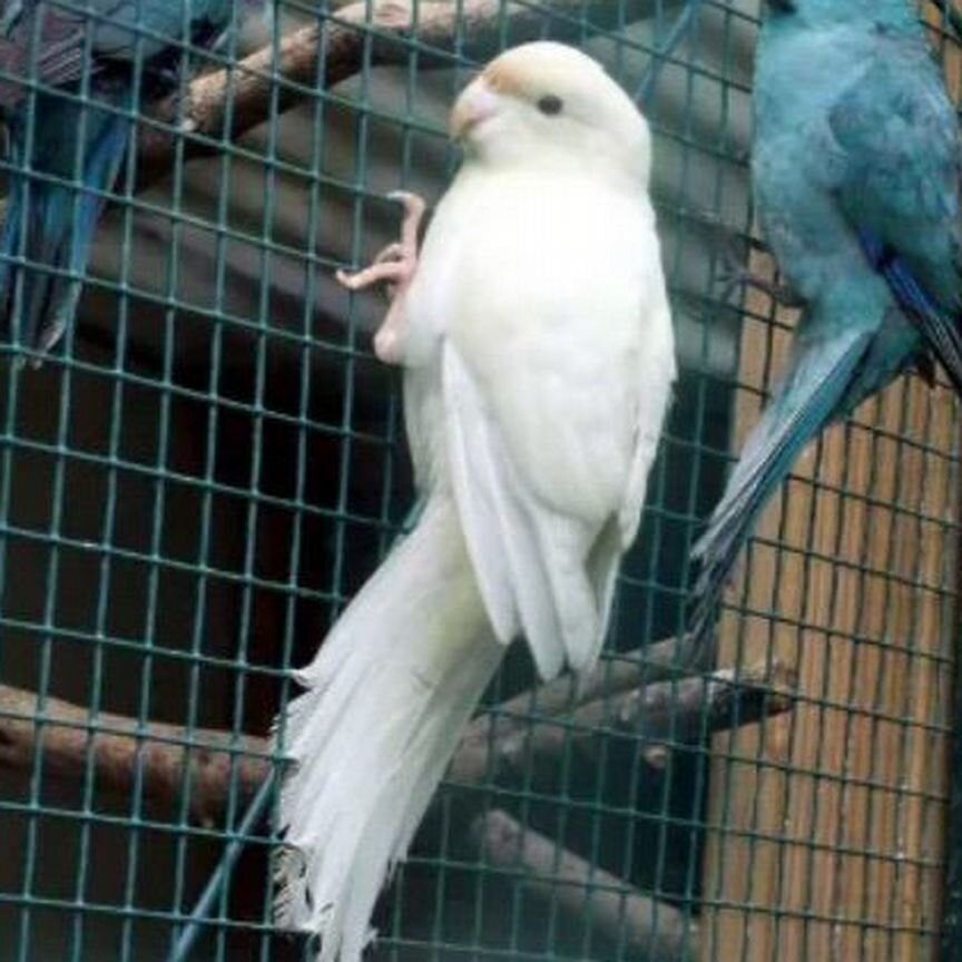 Попугай какарик