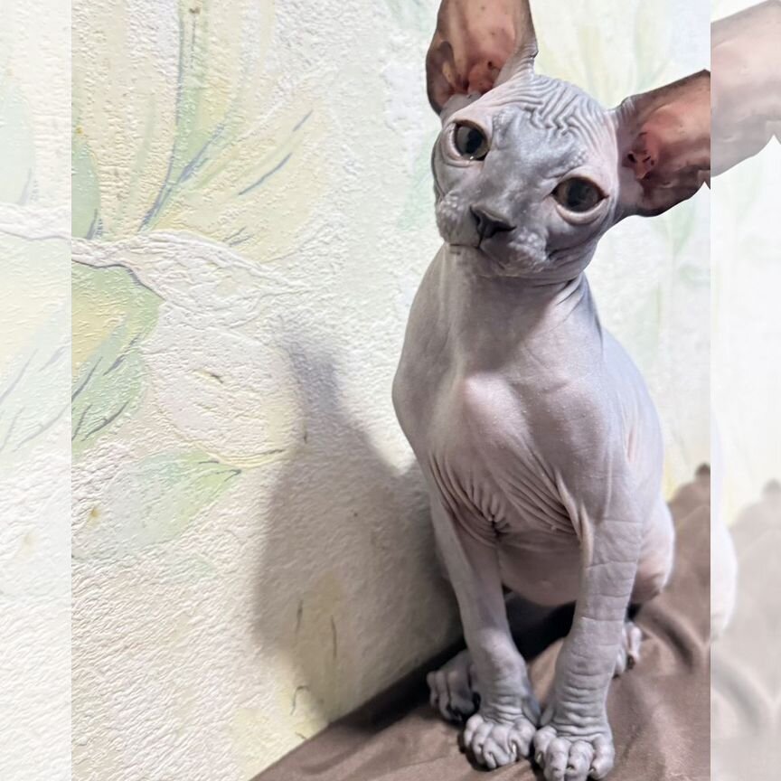 Канадский сфинкс котёнок