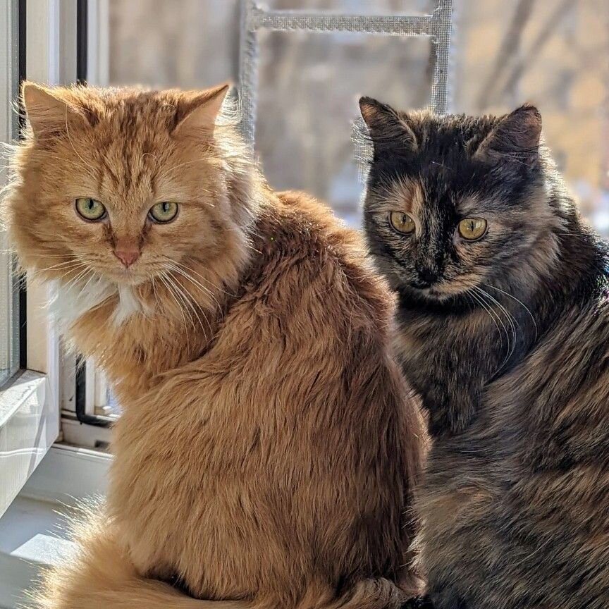 Котик Рэй ищет семью