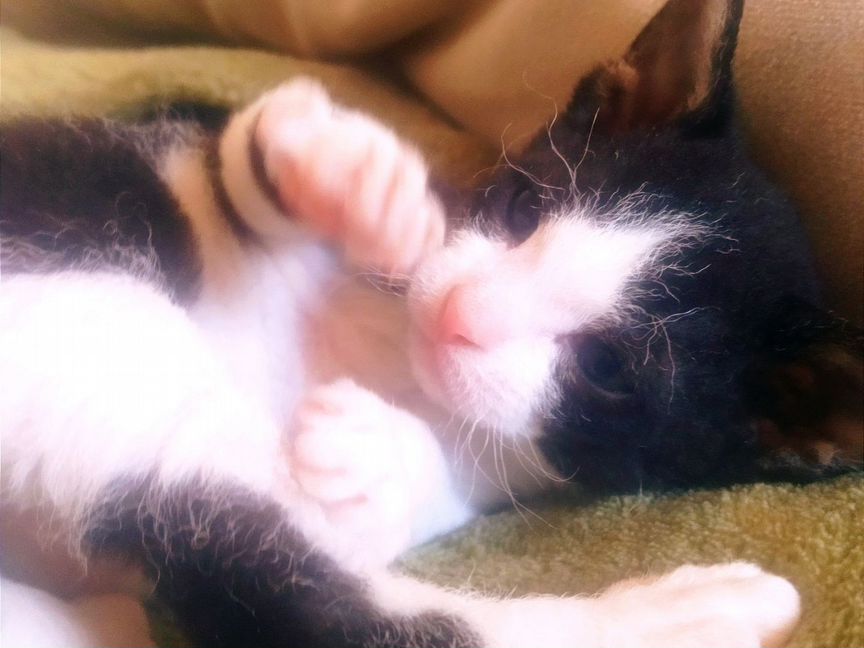 Котëнок-панда