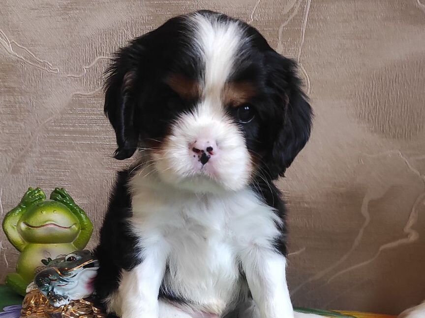 Шикарный мальчик. Ккчс. РКФ