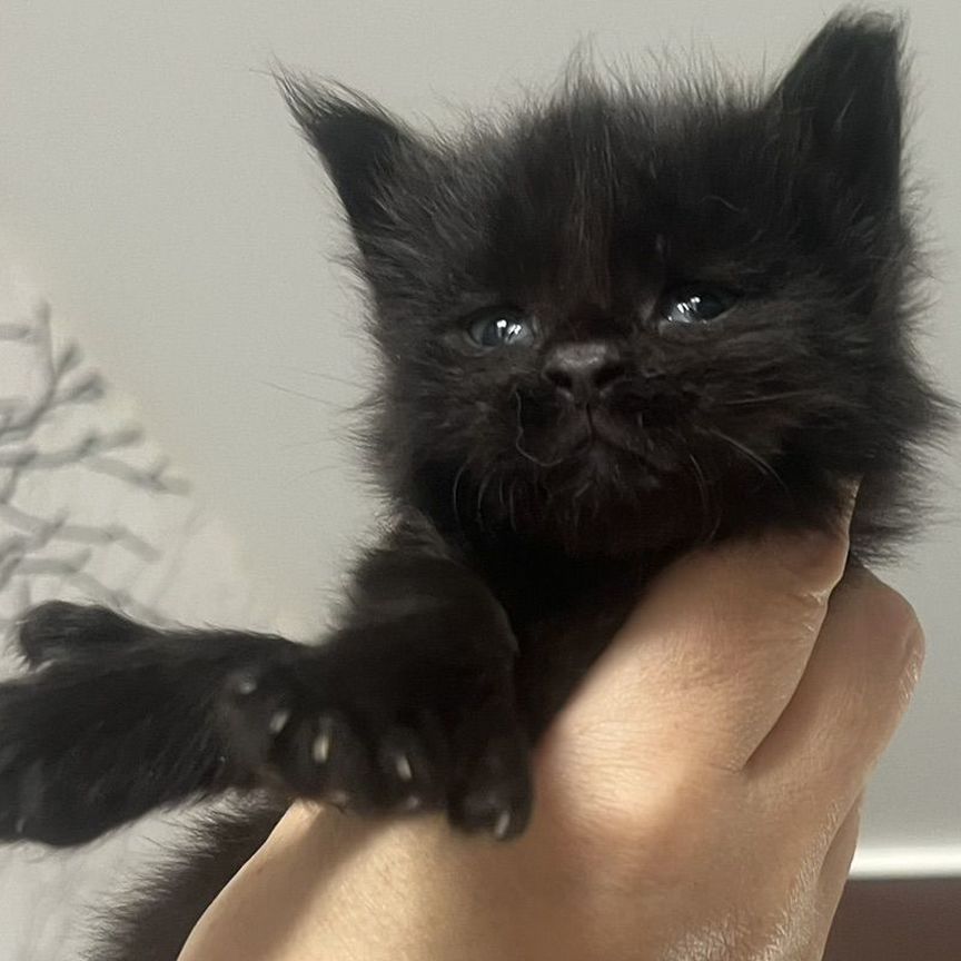 Мейн-кун котёнок