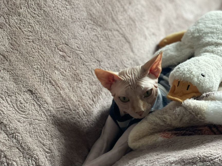 Канадский сфинкс вязка