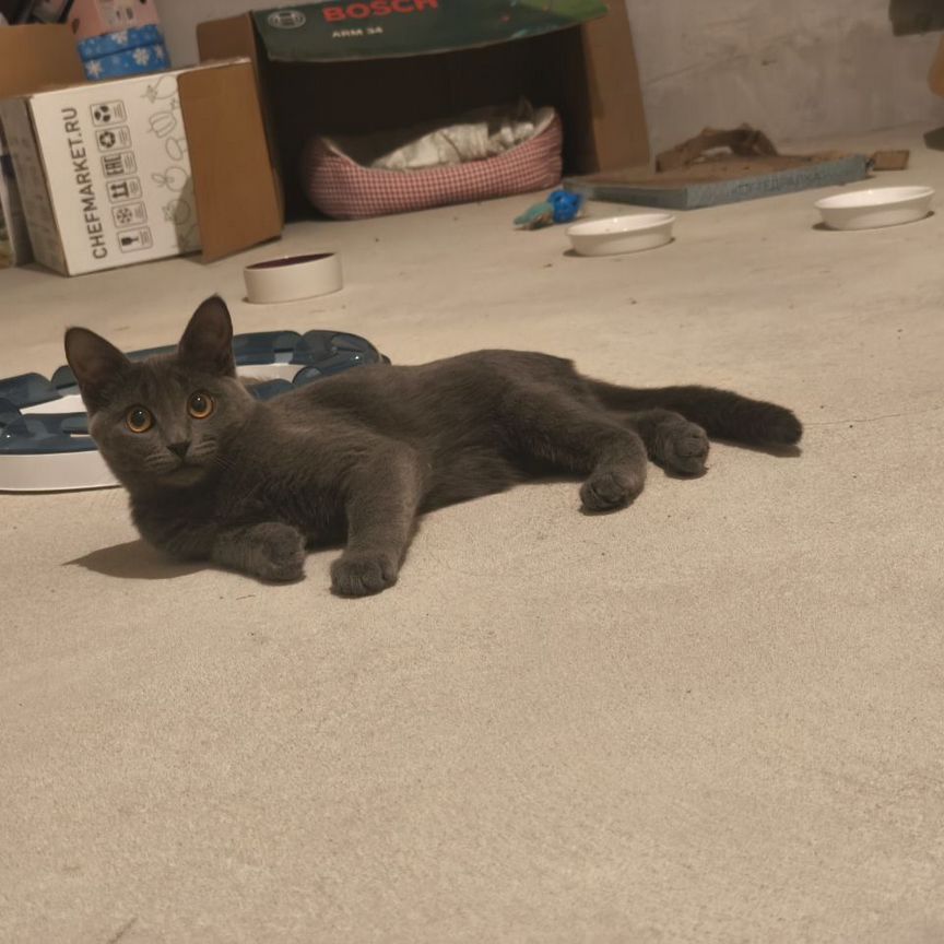 Кошка пипа ищет дом