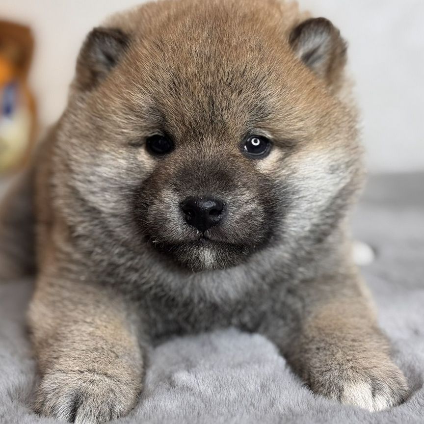 Мальчик сиба шиба ину (маленькая акита)