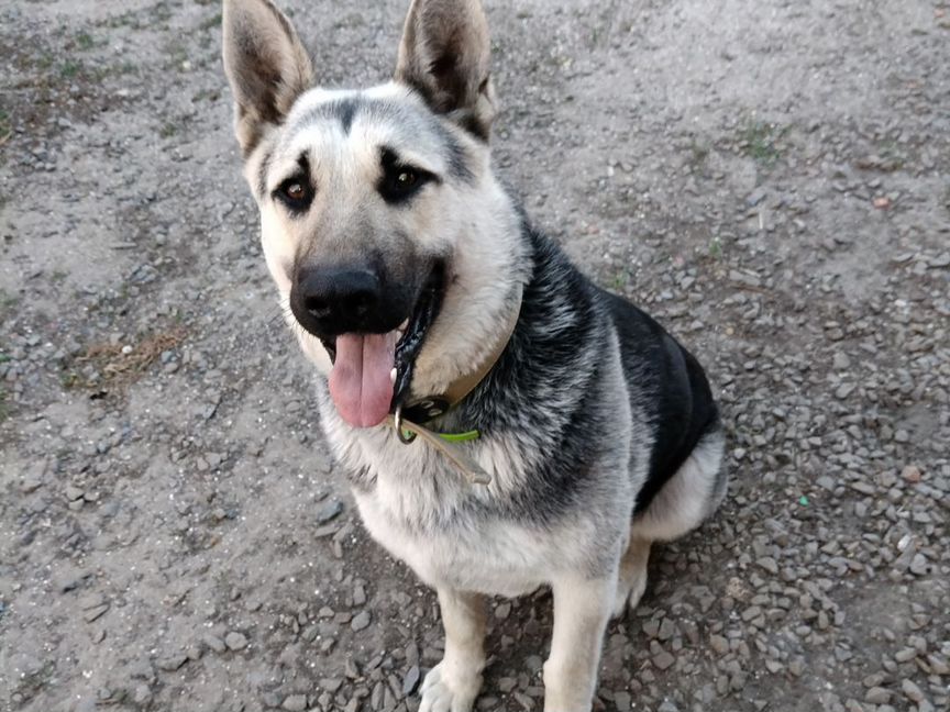 Кобель вео на вязку