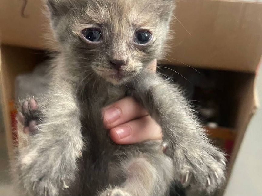Котенок 1.5 месяца