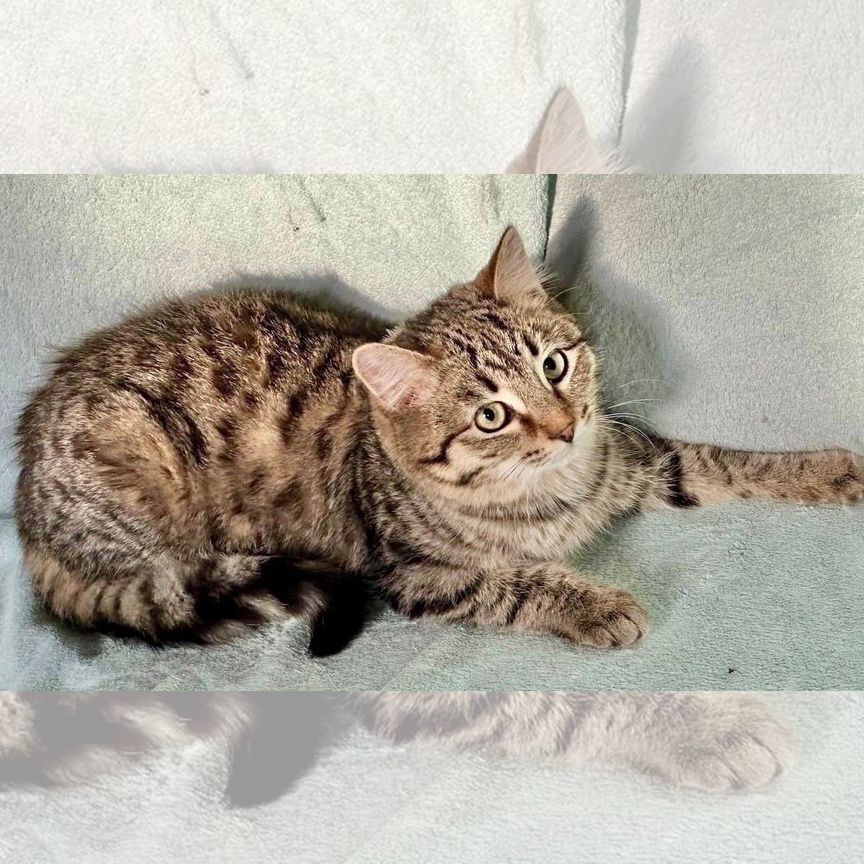 Котёнок в добрые руки