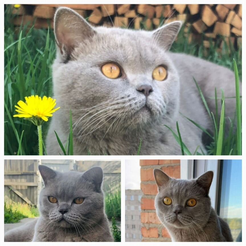 Отдам котика в добрые руки