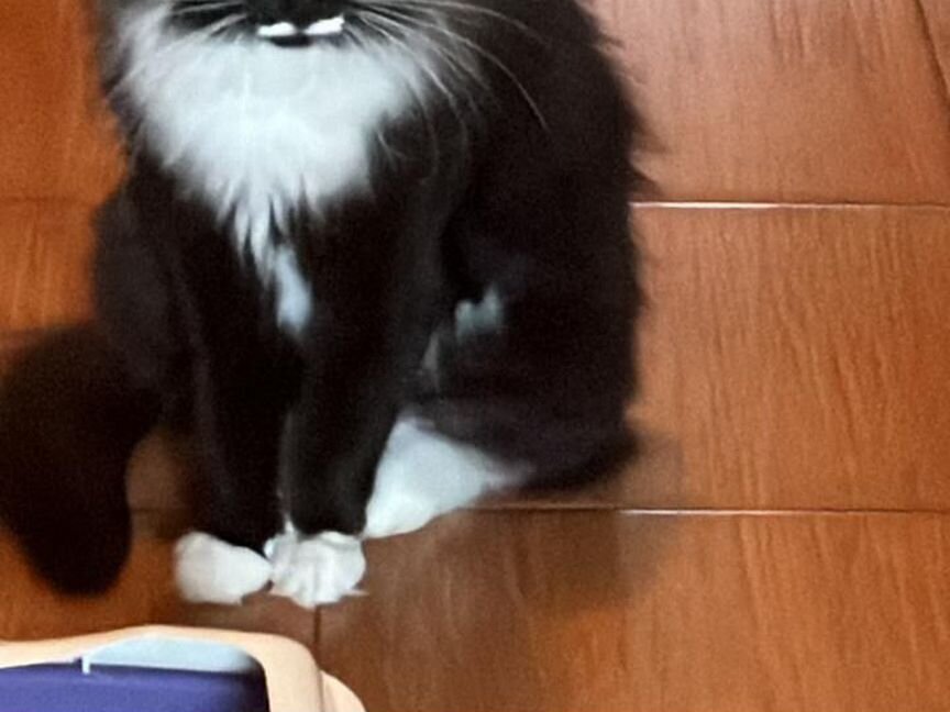 Кошки в добрые руки бесплатно