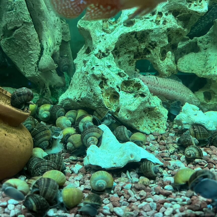 Ампулярии (Pomacea bridgesii)