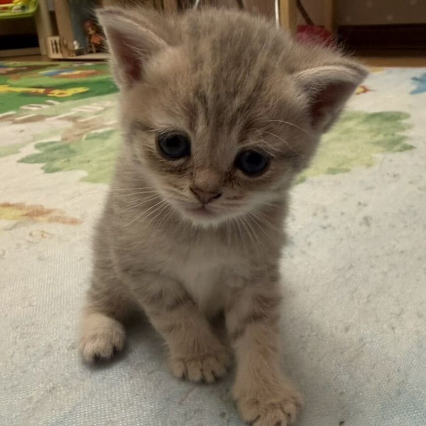 Шотландский прямоухий короткошёрстный котёнок