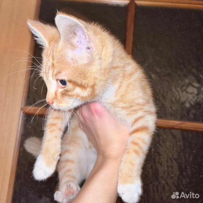 Ласковый, общительный котёнок. В доброе руки