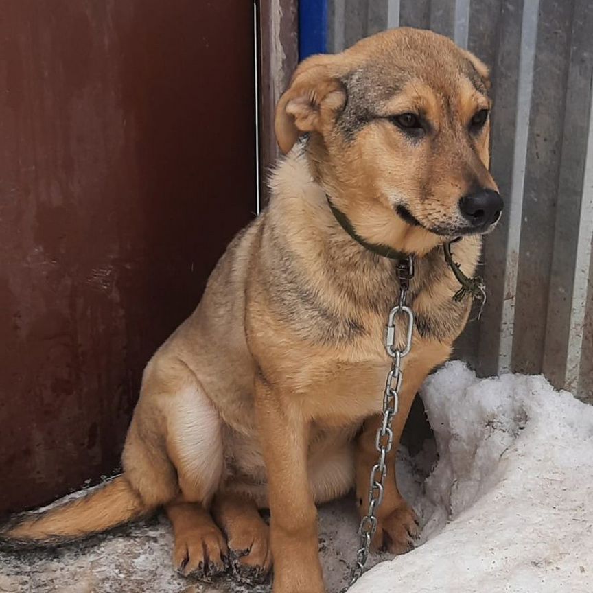 Щенок 6 мес, приучен к цепочке