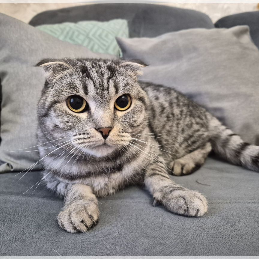 Шотландский вислоухий короткошёрстный, взрослый кот