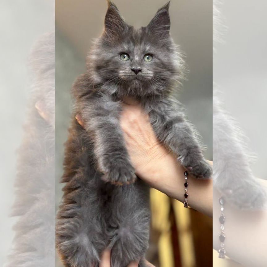 Мейн-кун котёнок
