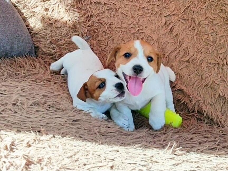 Мини щенки Джек рассел терьер