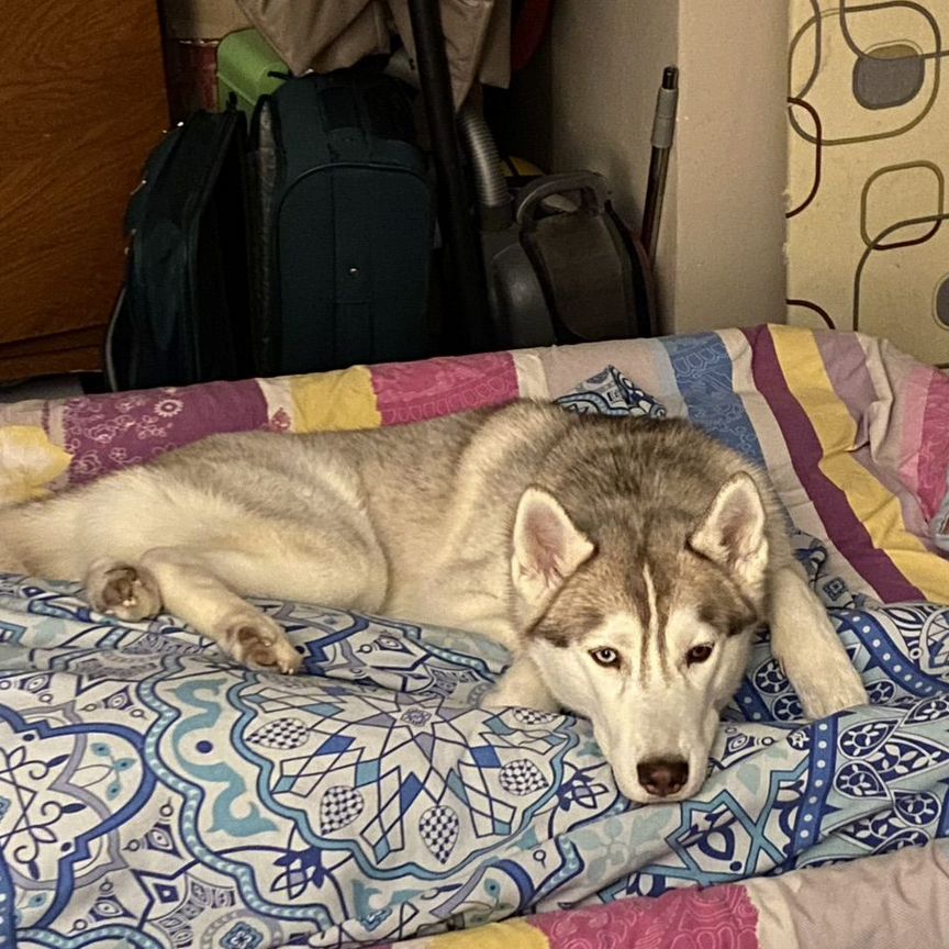 Отдам бесплатно животные