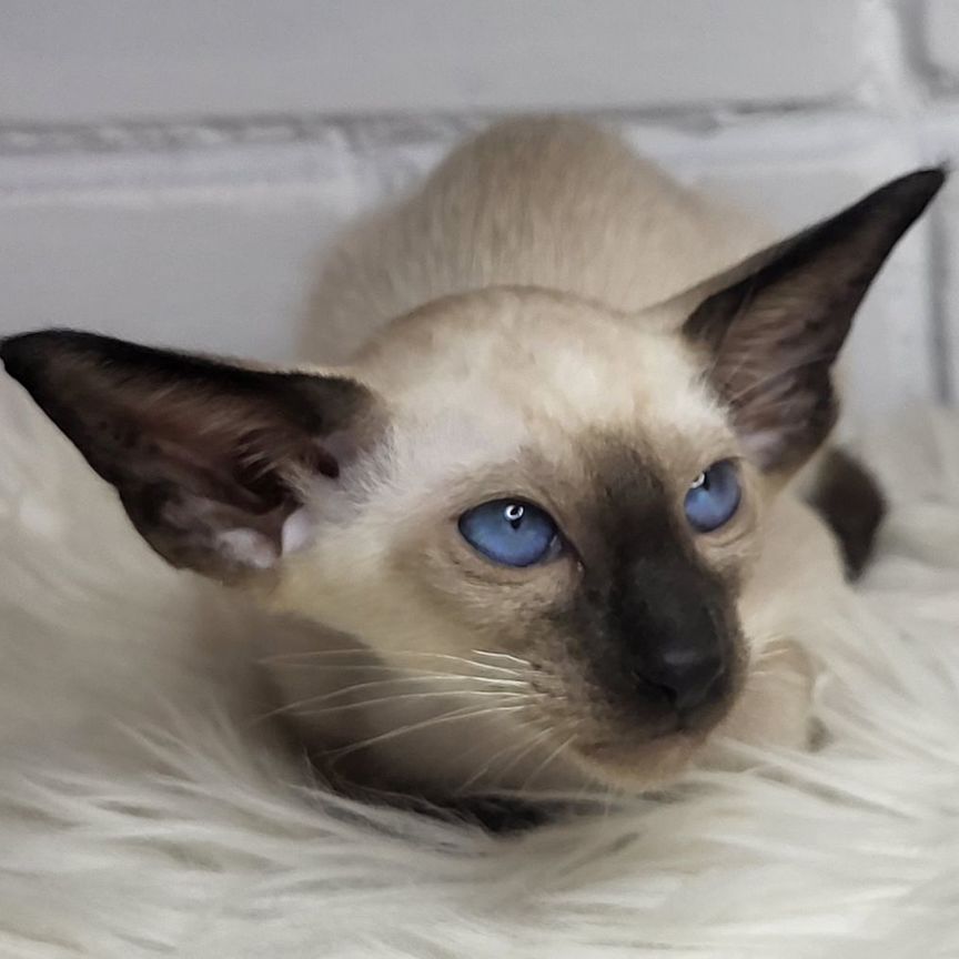 Ориентальный котёнок