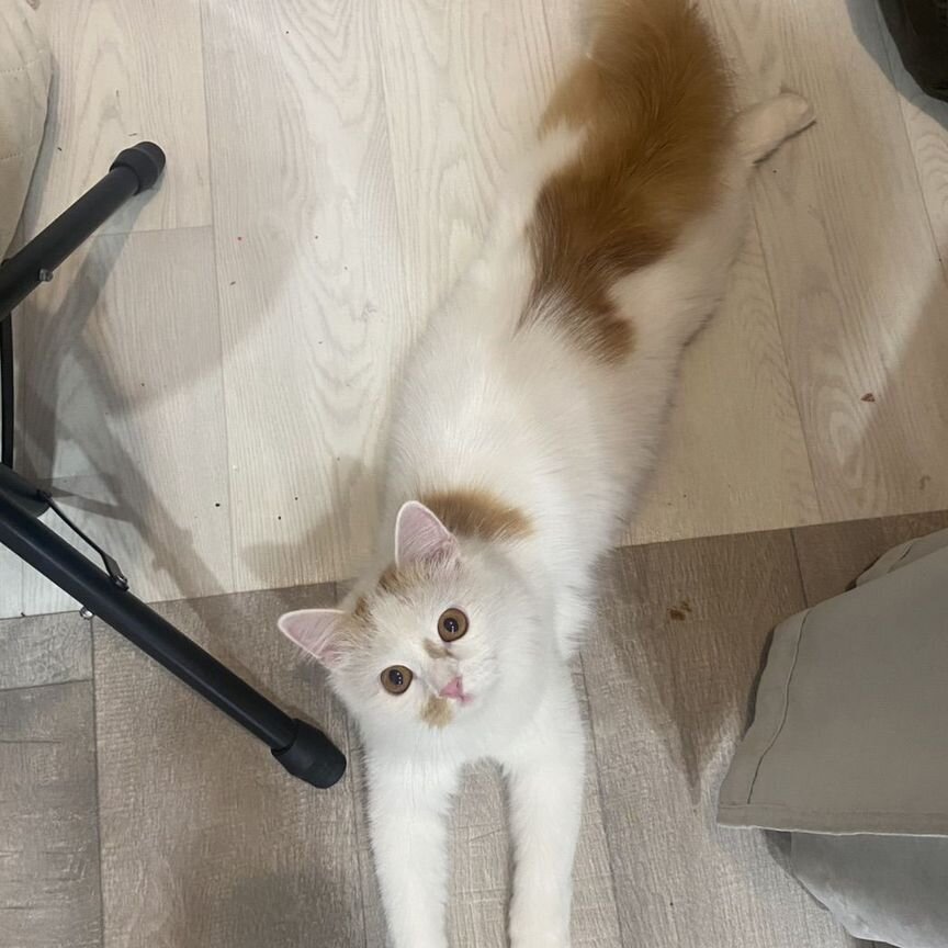 Котёнок в добрые руки