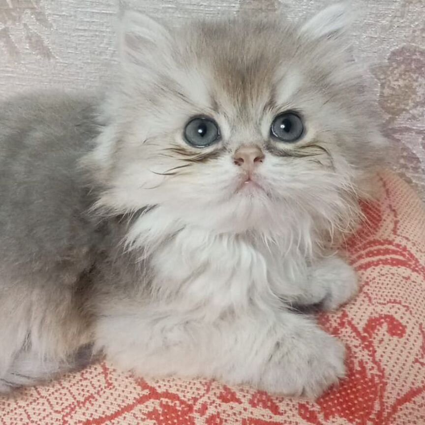 Британский длинношёрстный котёнок