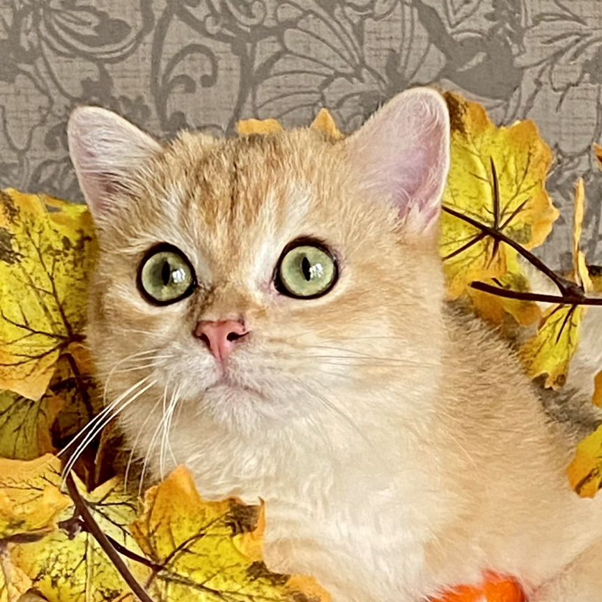 Ласкуша каспер- британский золотой котик