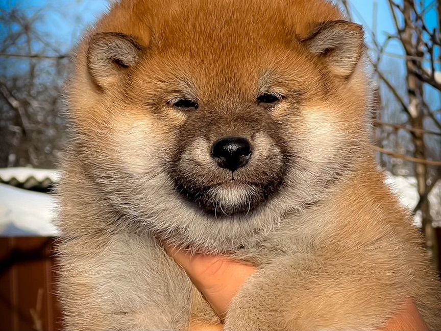 Бомебзный парень сиба