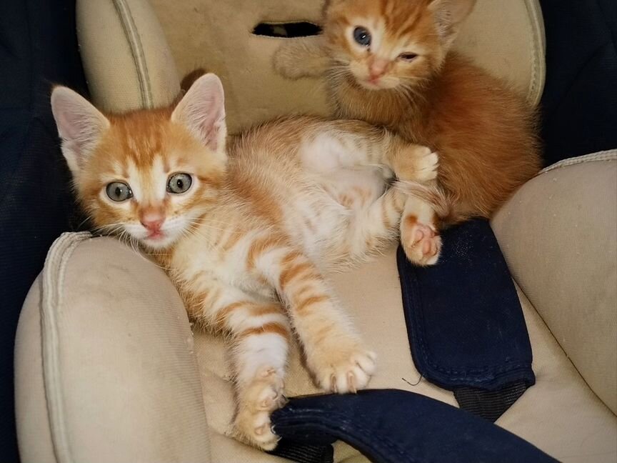 Рыжий котенок в добрые руки