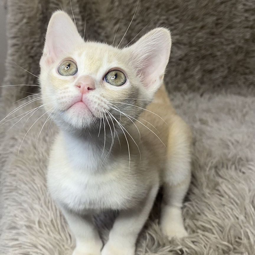 Бурманский котенок, мальчик