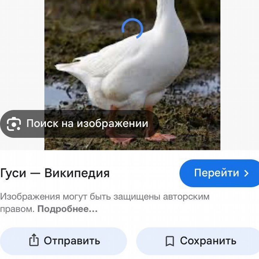 Гусь