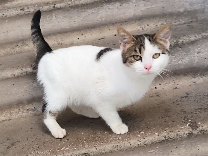 Котенок выброшенный ищет дом