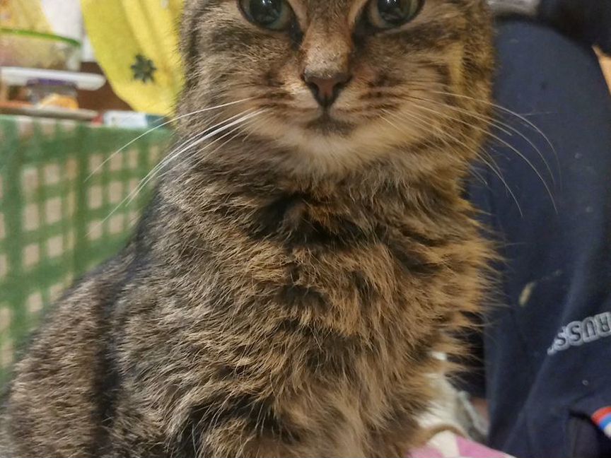 Кошечка маленькая (ещё котёнок)