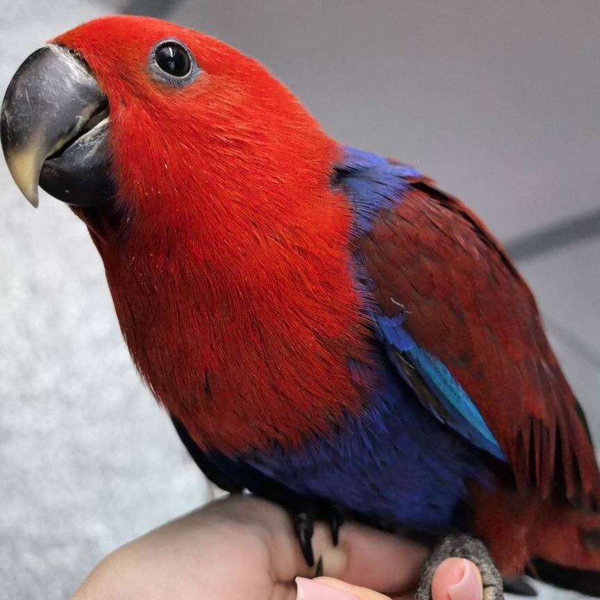 Попугай электус ручной выкормыш птенец самочка