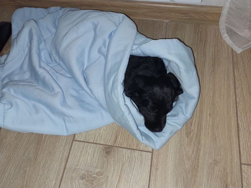 Собаки кокер спаниель2 месяца