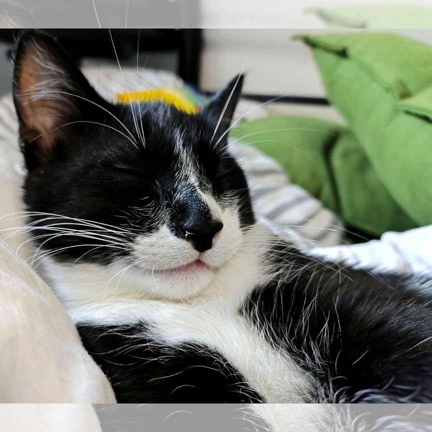 Котеечек 2,5 мес. хорошенький хвостик