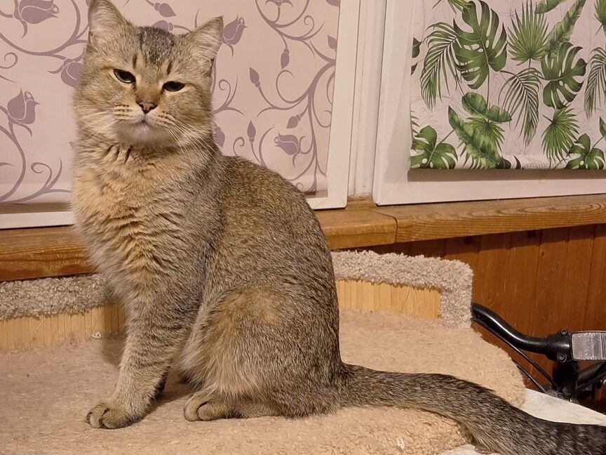 Мяу мур в добрые руки