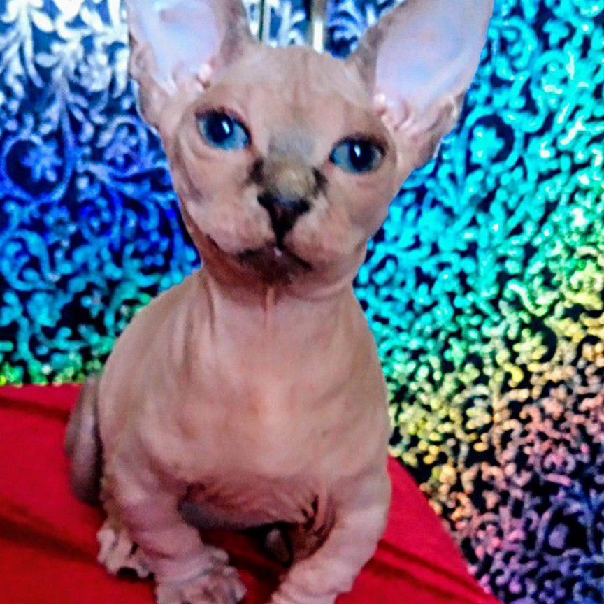 Мальчик - спальчик