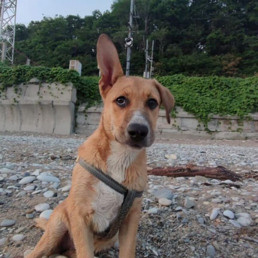 Юная Моника