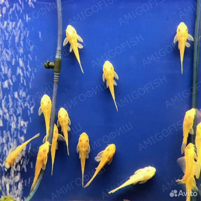 Плекостомус Альбинос (Hypostomus plecostomus)