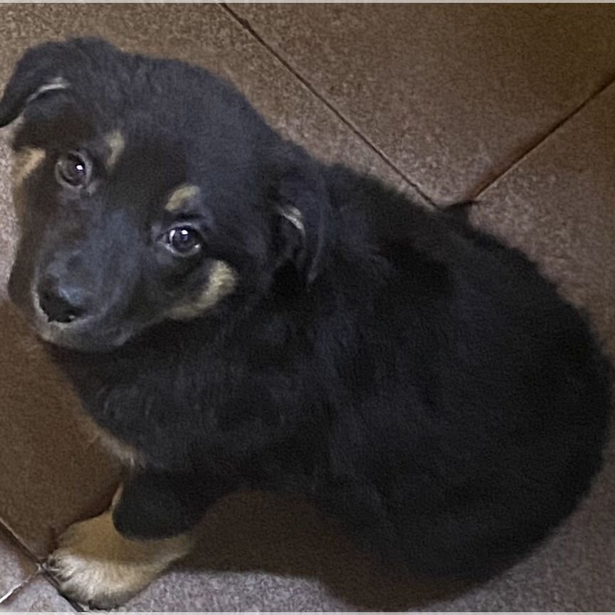 Щенок в добрые руки