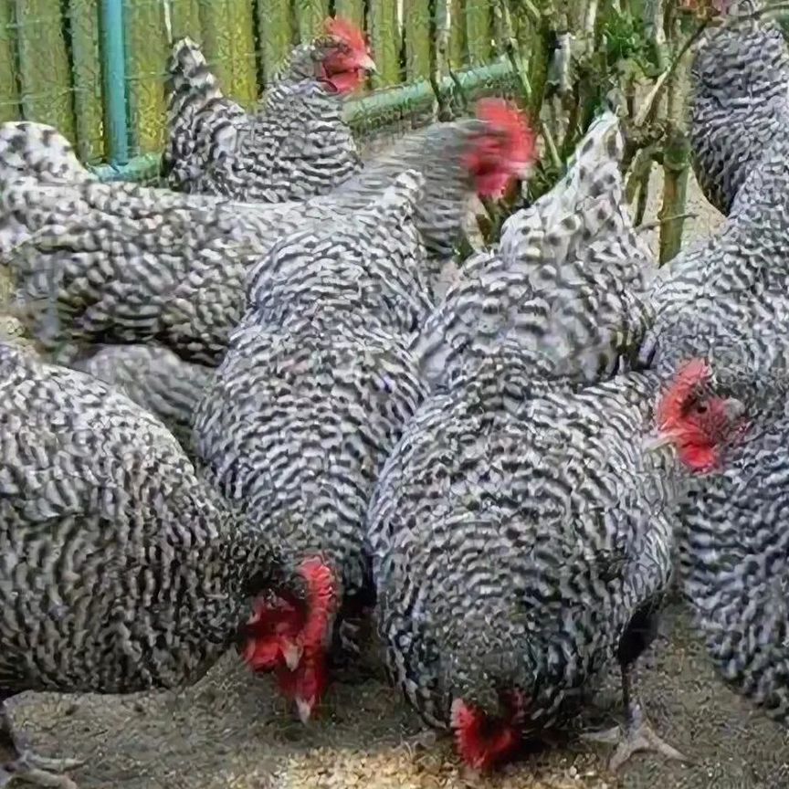 Продам инкубационное яйцо мехеленской кукушки