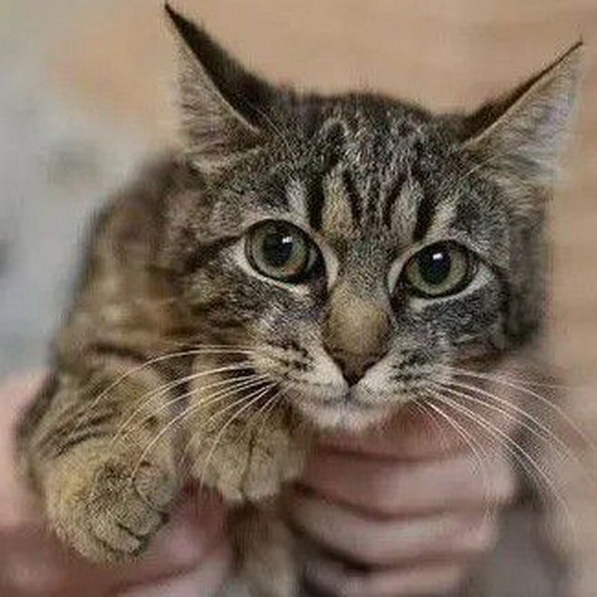 Котёнок в добрые руки