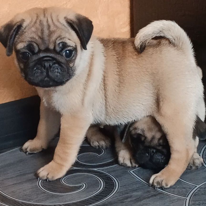 Мопс, щенок