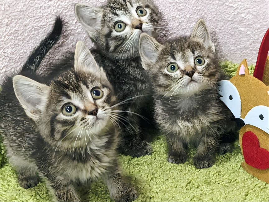 Котята из приюта бесплатно в добрые руки