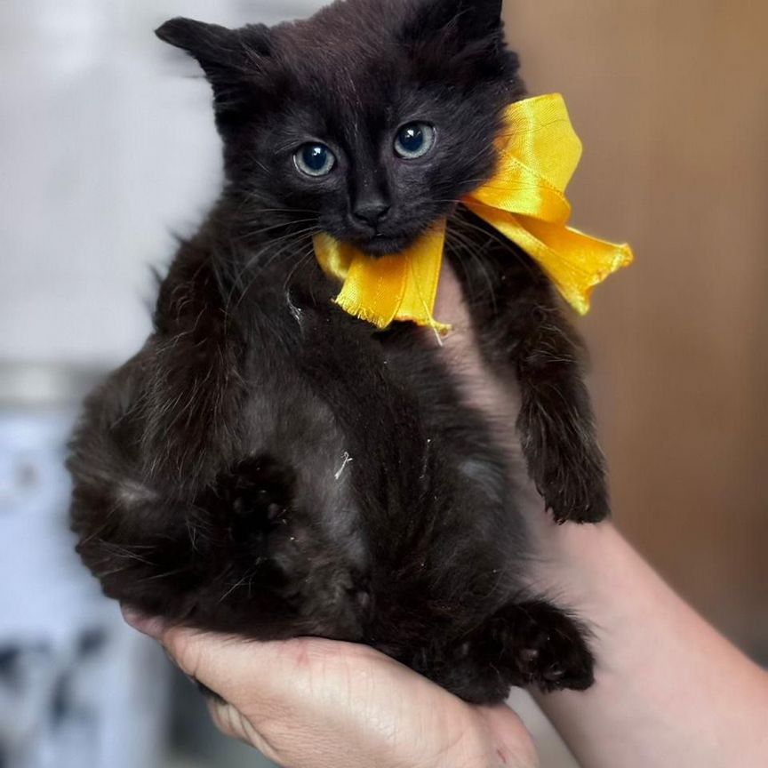 Жук - черный котенок из приюта ищет дом