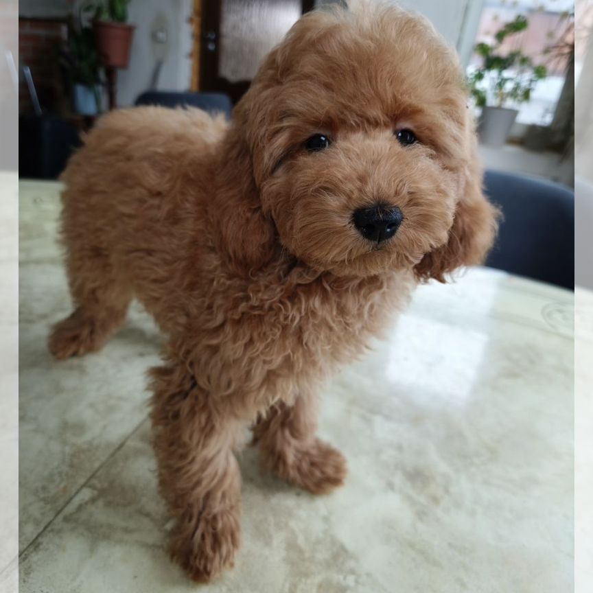 Той-пудель, щенок