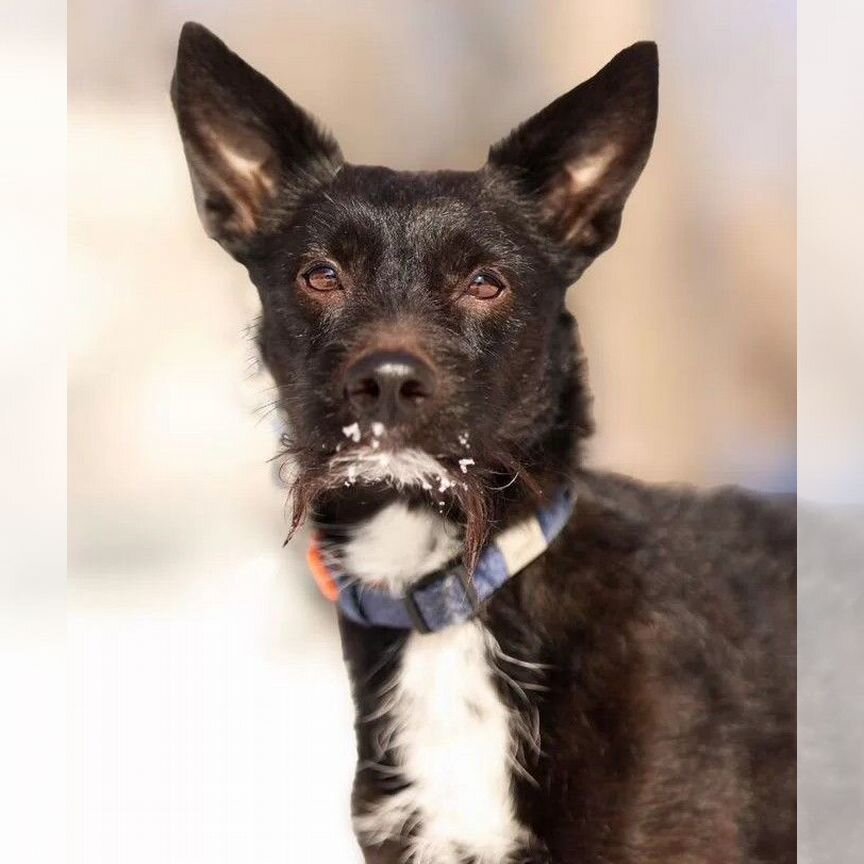 Ёжик собака в добрые руки маленький