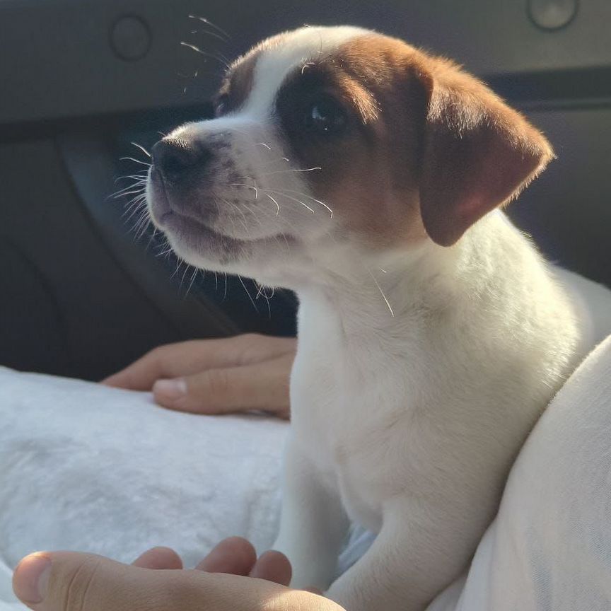 Щенок Джек Рассел терьер. др 31.07.2024 г