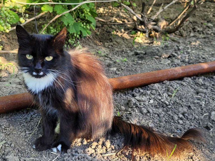 Кошки в добрые руки